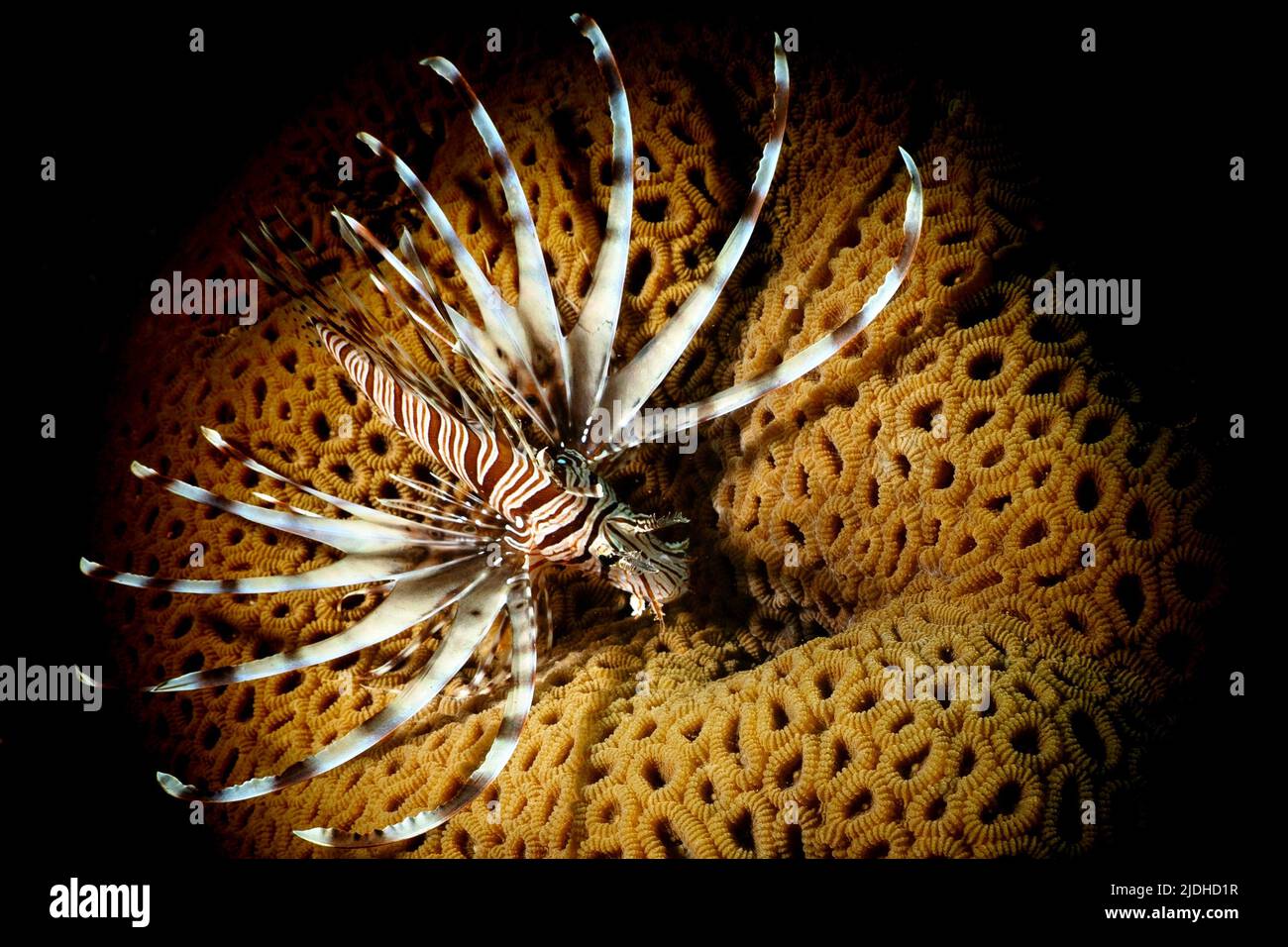 Life on coral reef of Mayotte lagoon Indian Ocean Stock Photo - Alamy