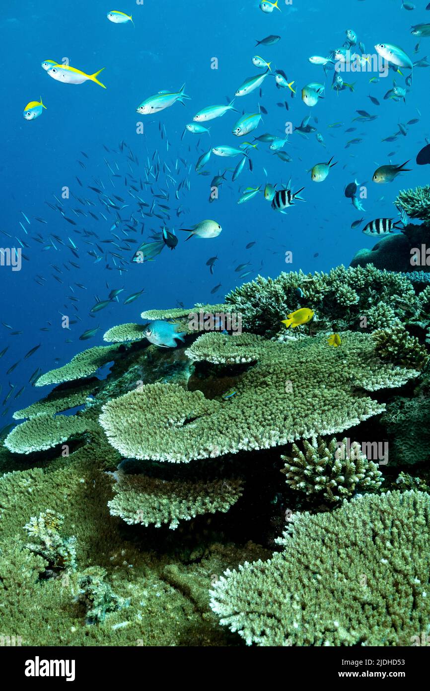 Life on coral reef of Mayotte lagoon Indian Ocean Stock Photo - Alamy