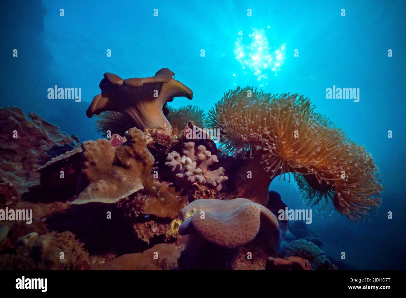 Life on coral reef of Mayotte lagoon Indian Ocean Stock Photo - Alamy