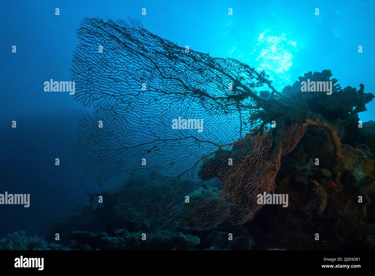 Life on coral reef of Mayotte lagoon Indian Ocean Stock Photo - Alamy
