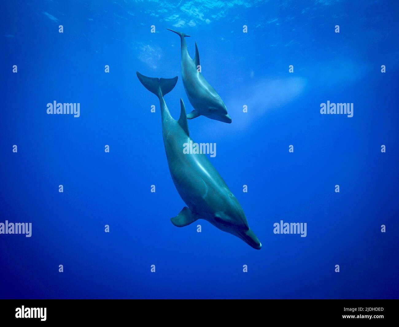 Mother dolphin and calf diving into the blue depths of Mayotte’s lagoon ...