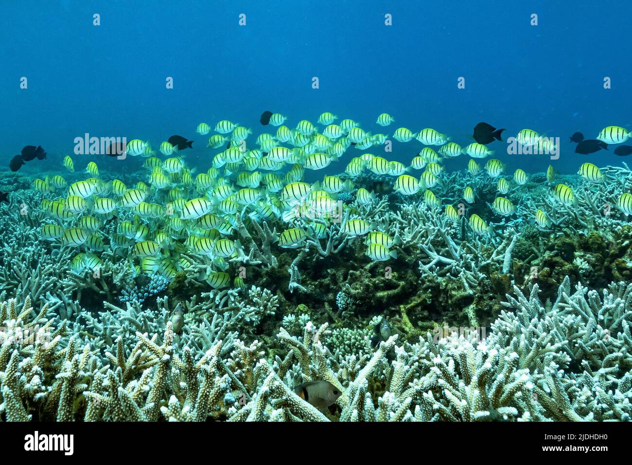 Life on thé reef of Mayotte lagoon Indian ocean Stock Photo - Alamy