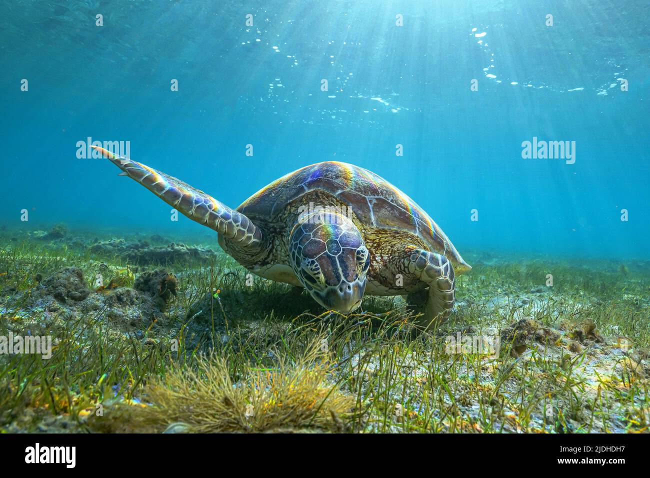 Green sea turtle grazing on seagrass in Mayotte’s lagoon, a peaceful ...
