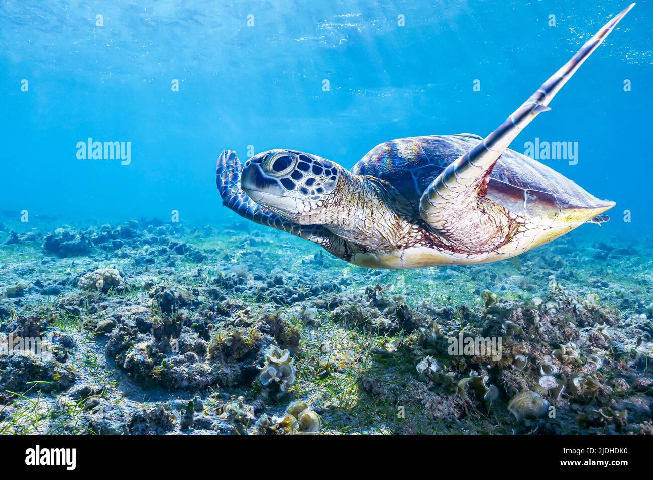 Green sea turtle grazing on seagrass in Mayotte’s lagoon, a peaceful ...