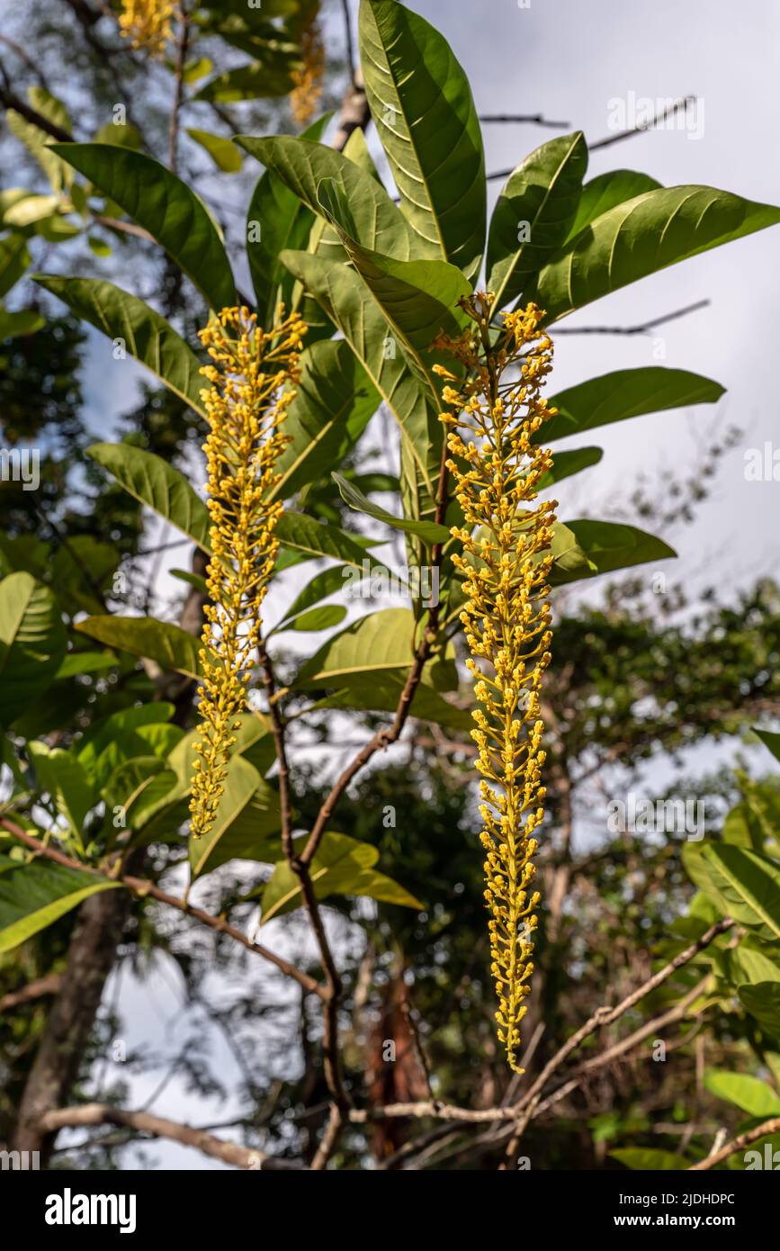 Labuan, Malaysia-June 08, 2021, Labuan Botanical Garden is one of many ...