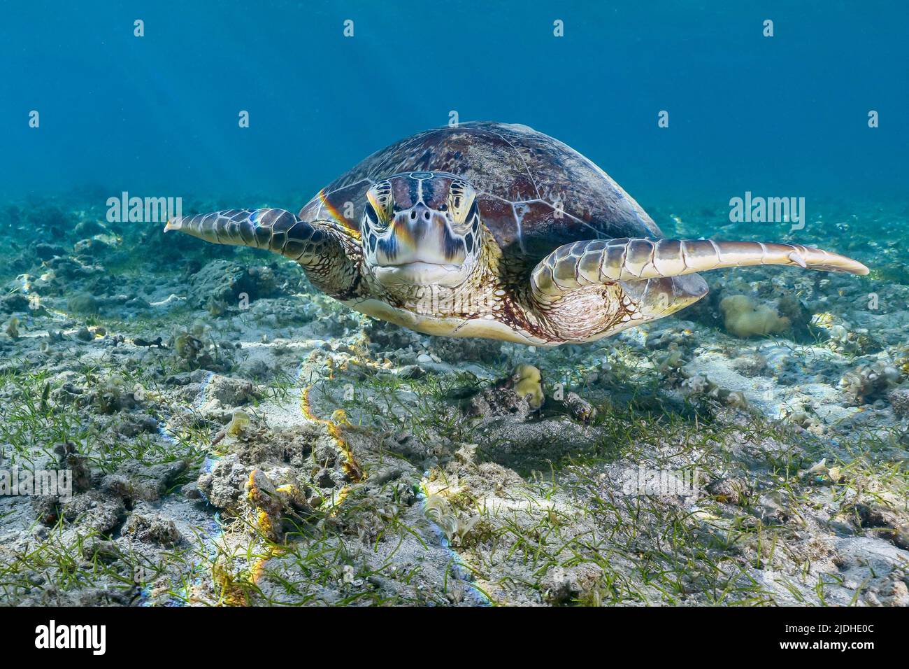 Green turtle in the Mayotte lagoon Indian ocean Stock Photo - Alamy