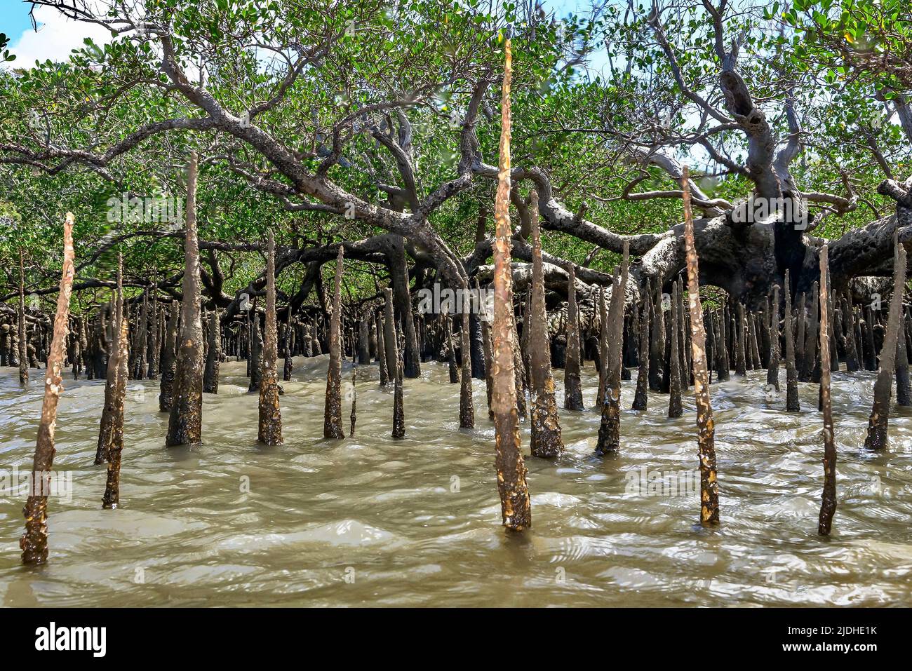 Mangroves of Mayotte lagoon Indian ocean Stock Photo - Alamy
