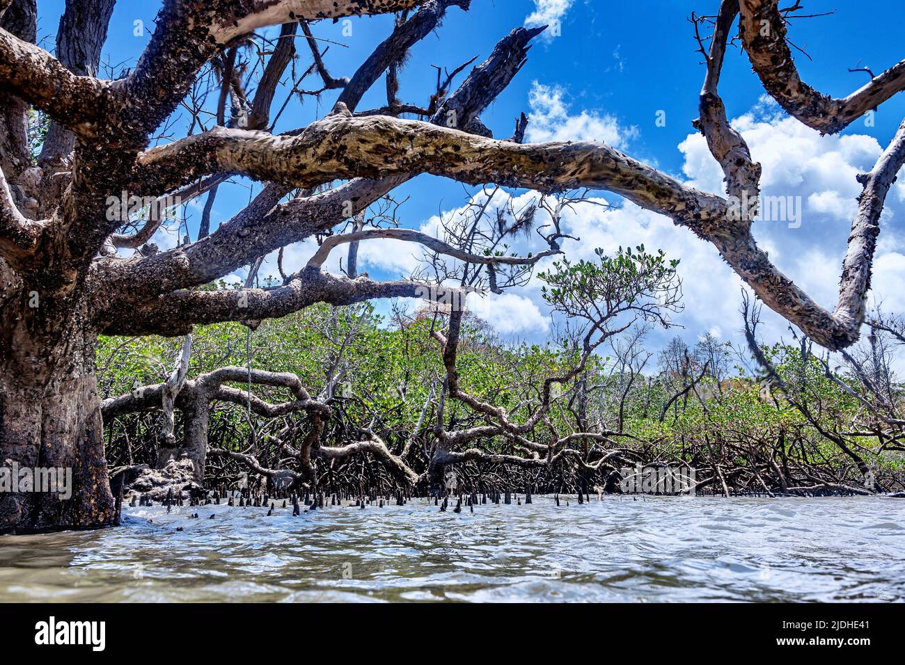 Mangroves of Mayotte lagoon Indian ocean Stock Photo - Alamy