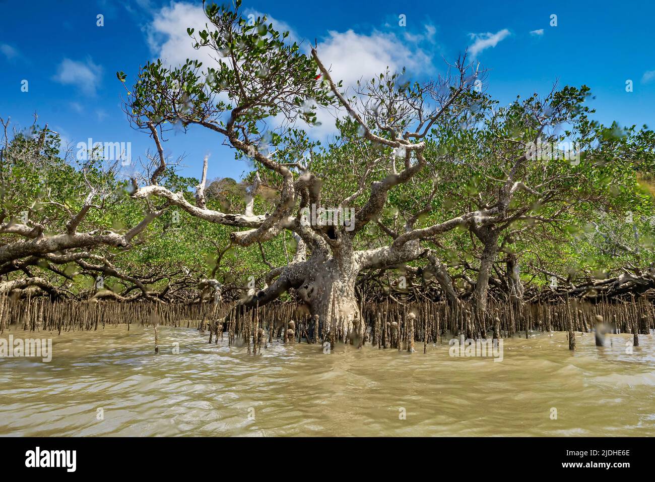 Mangroves of Mayotte lagoon Indian ocean Stock Photo - Alamy