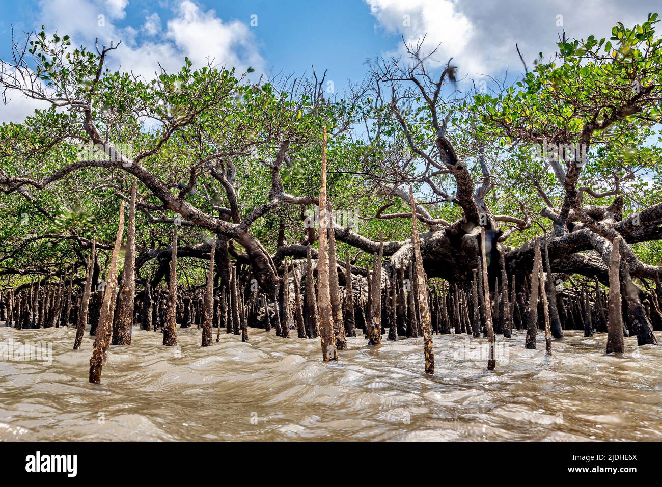 Mangroves of Mayotte lagoon Indian ocean Stock Photo - Alamy