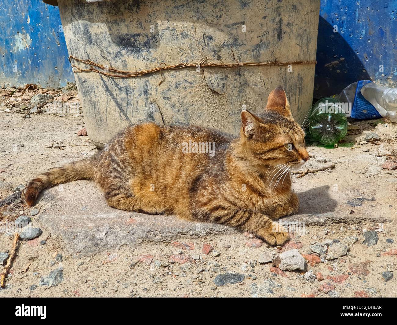 A street stray cat sit back to resting near the trash can and looking ...