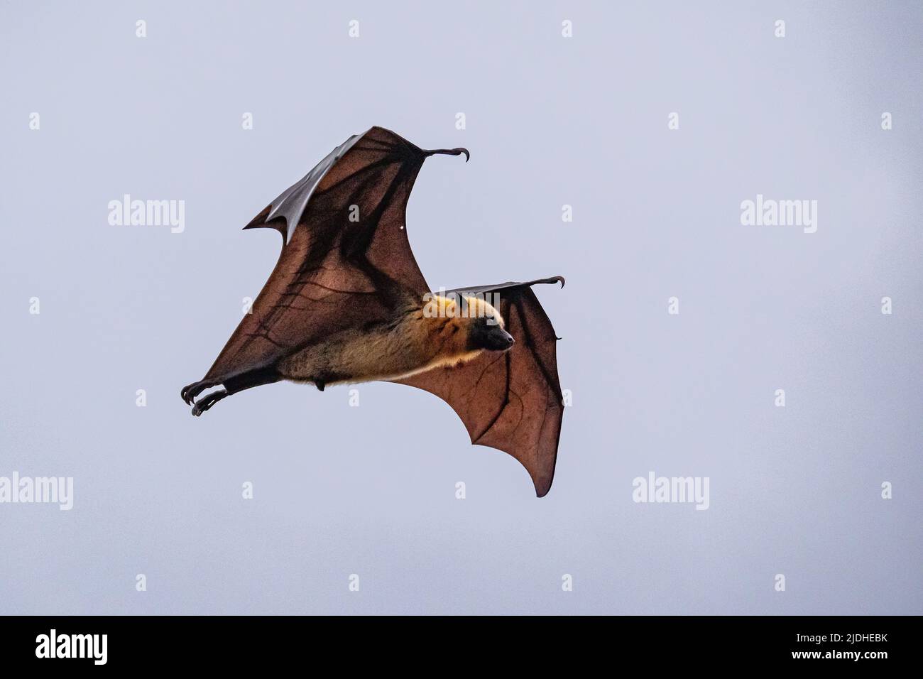 Bat in biodiversity hotspot hi-res stock photography and images - Alamy
