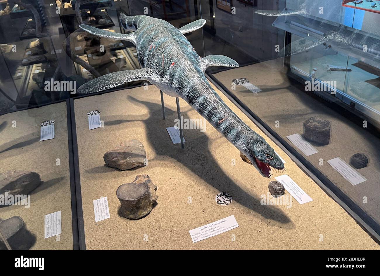 Elasmosaurus fossil hi-res stock photography and images - Alamy