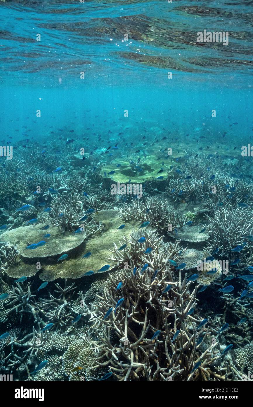 Life on thé reef of Mayotte lagoon Indian ocean Stock Photo - Alamy