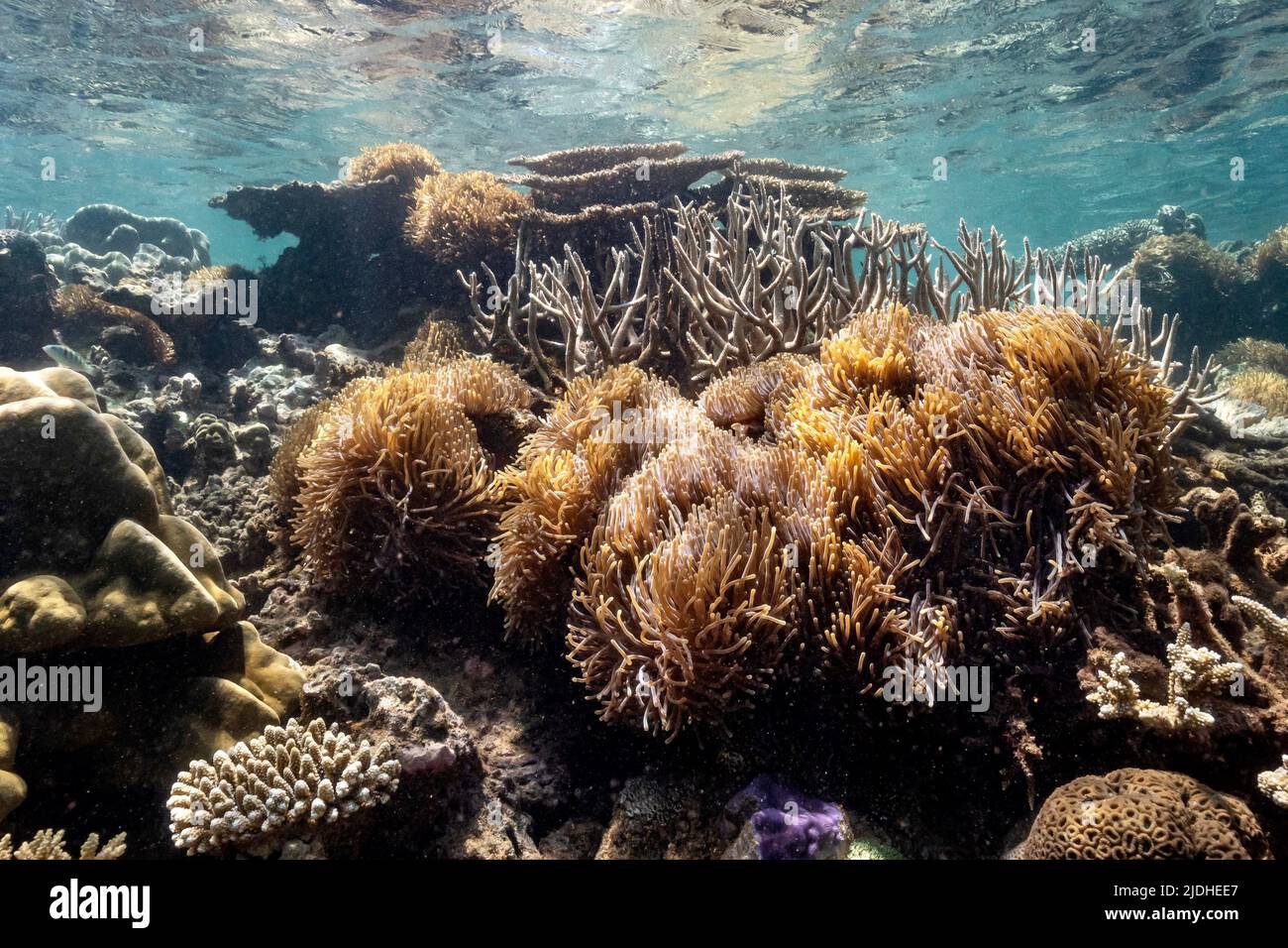 Life on thé reef of Mayotte lagoon Indian ocean Stock Photo - Alamy