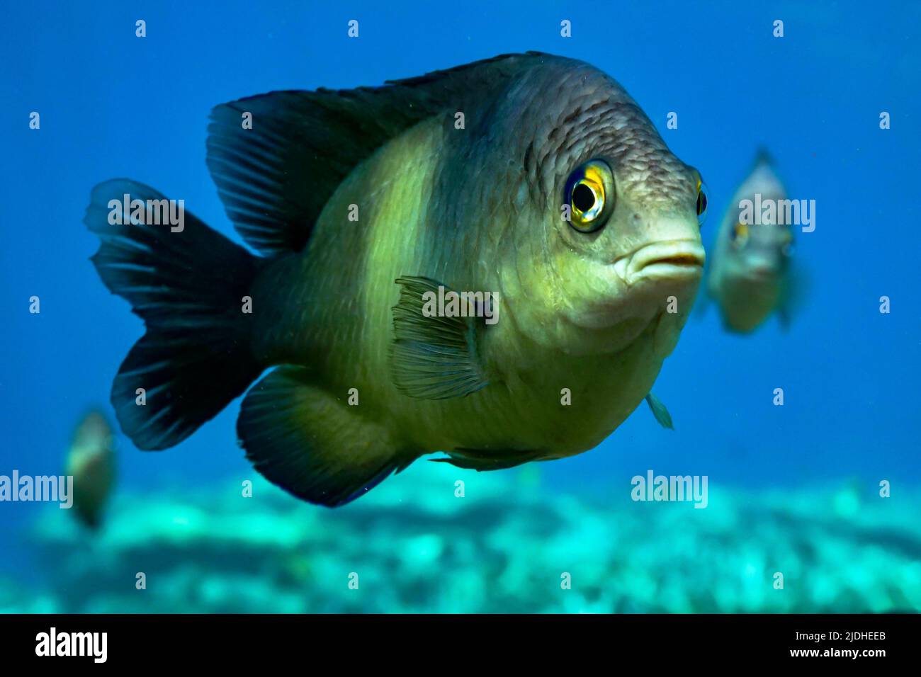 Life on thé reef of Mayotte lagoon Indian ocean Stock Photo - Alamy