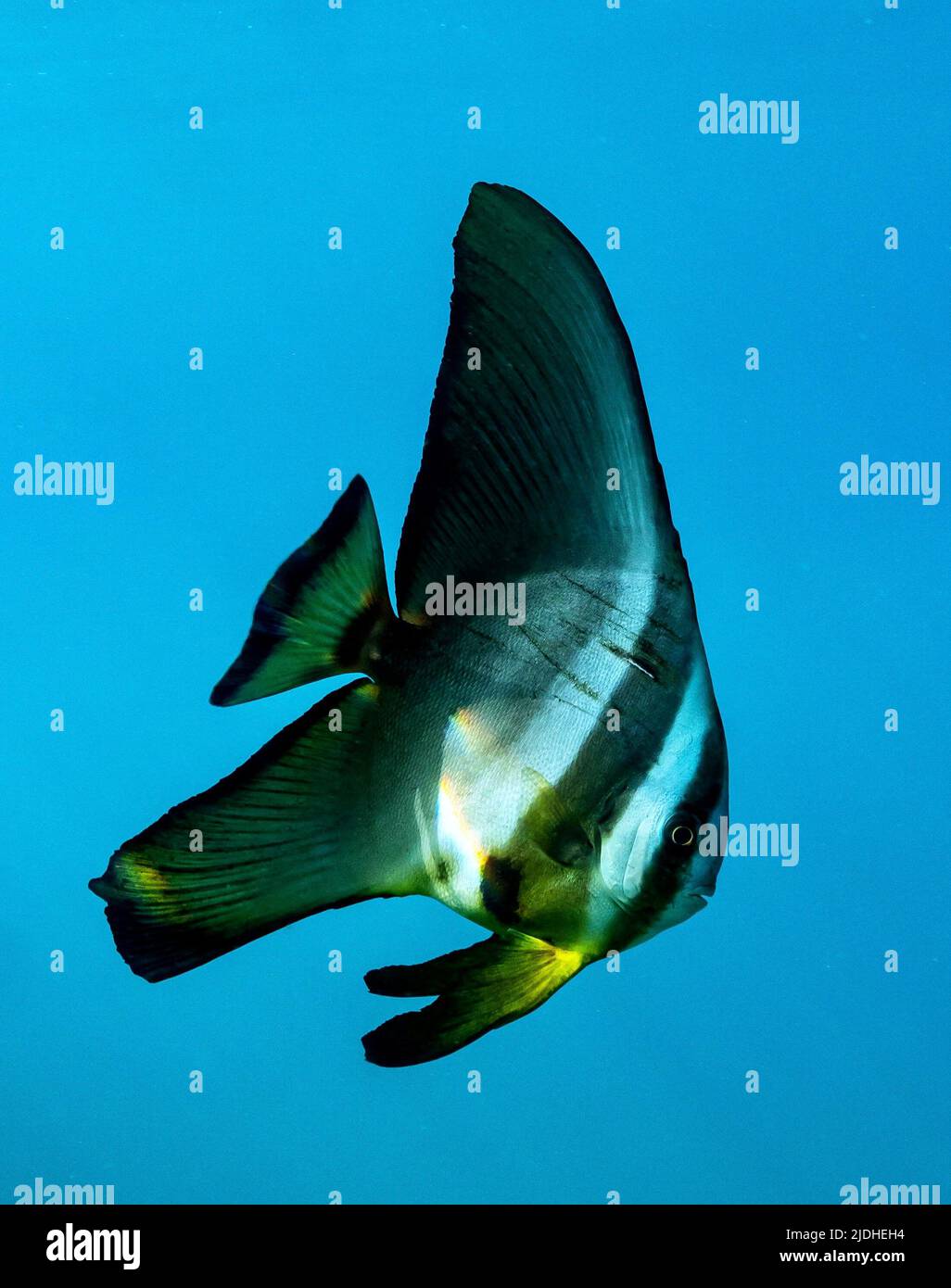 Platax species hi-res stock photography and images - Alamy