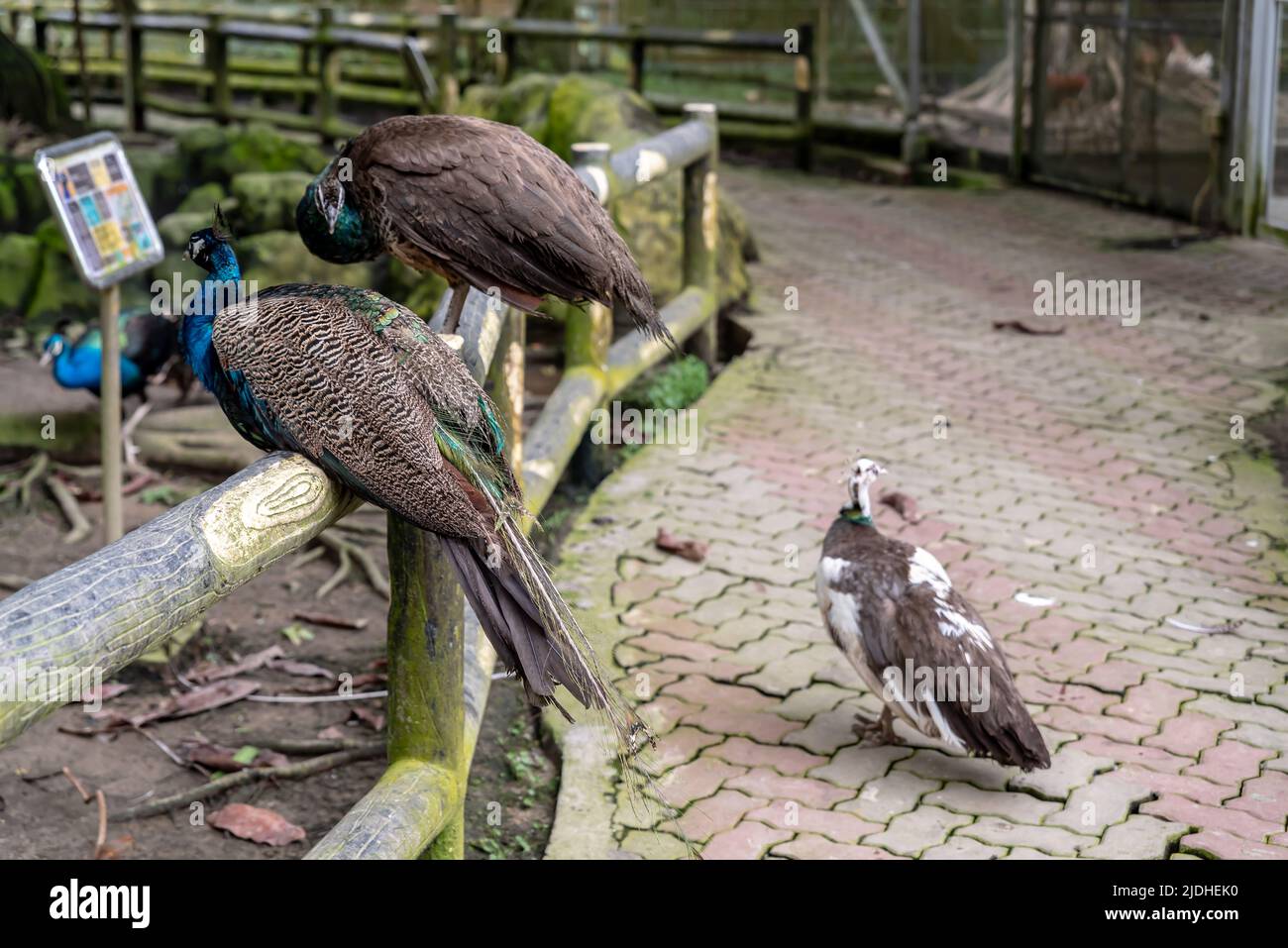 Labuan, Malaysia-June 10, 2021: View of the Labuan Bird Park is a bird ...