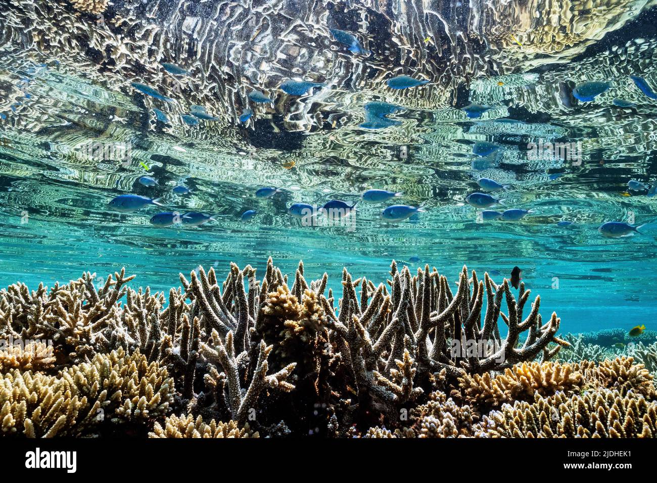 Life on thé reef of Mayotte lagoon Indian ocean Stock Photo - Alamy