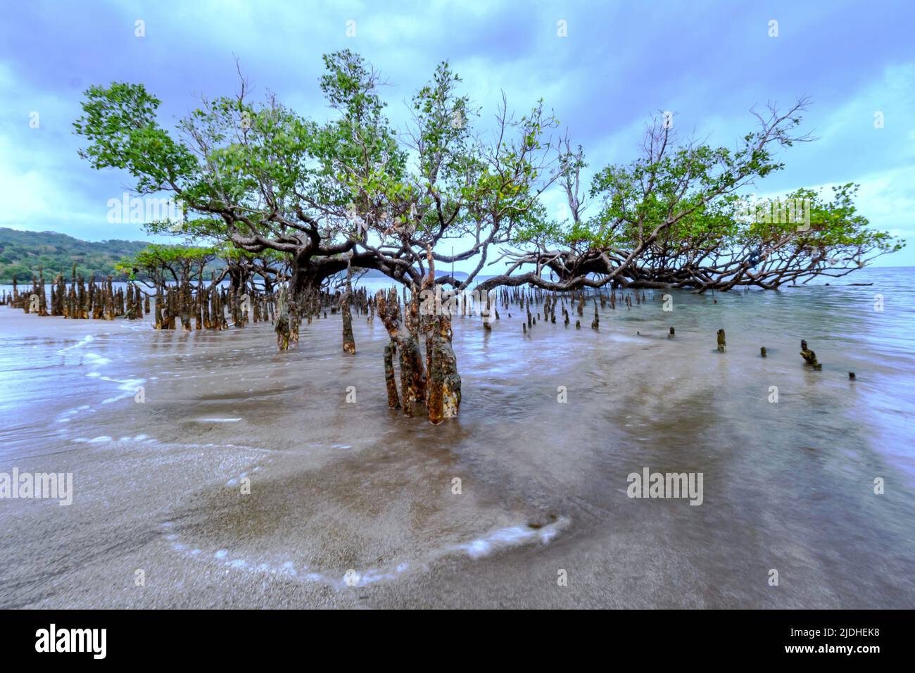 Life on thé reef of Mayotte lagoon Indian ocean Stock Photo - Alamy