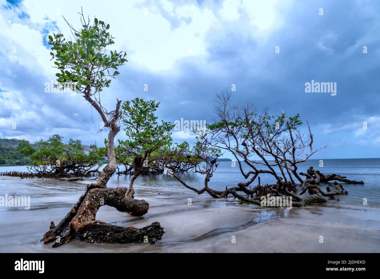 Life on thé reef of Mayotte lagoon Indian ocean Stock Photo - Alamy
