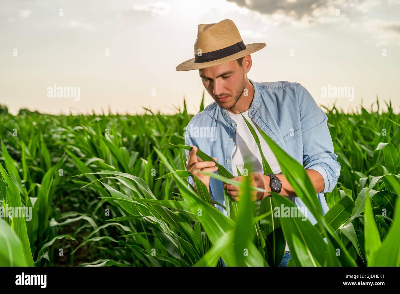 Farmer is standing in his growing corn field and examining crops Stock ...