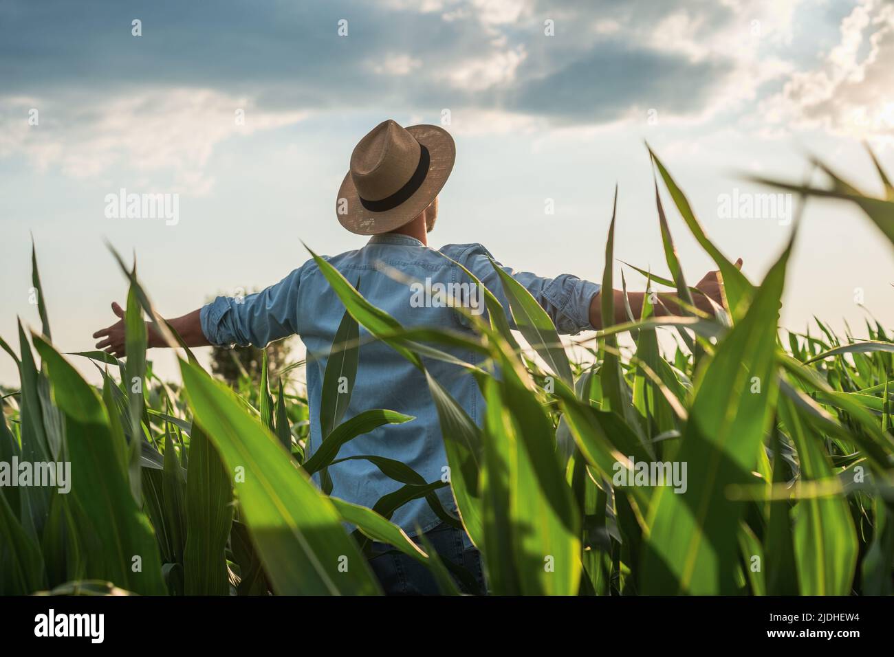 Happy farmer with arms outstretched standing in his growing corn field ...