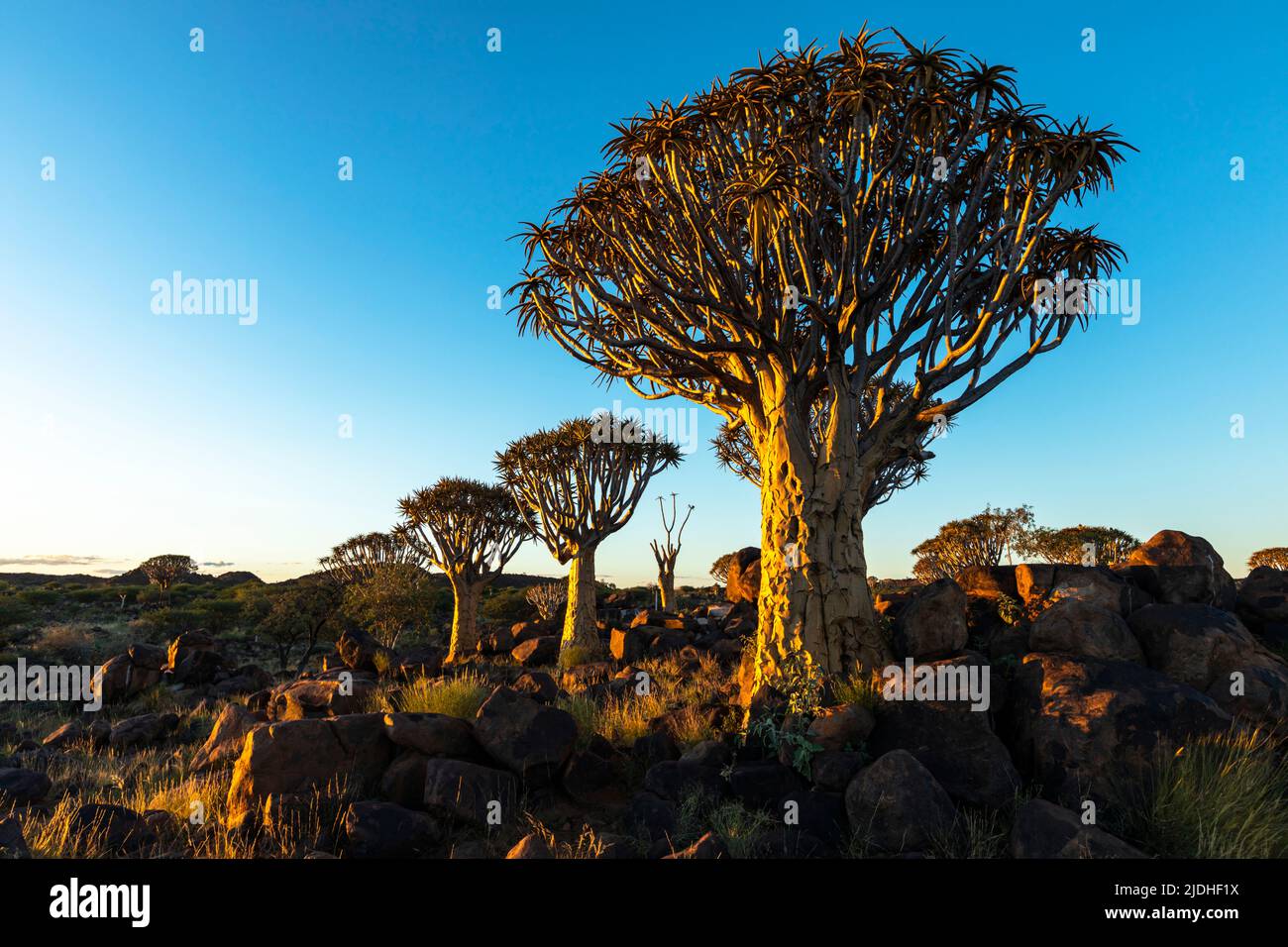 Quiver trees and rocks in late afternoon light Namibia Stock Photo - Alamy
