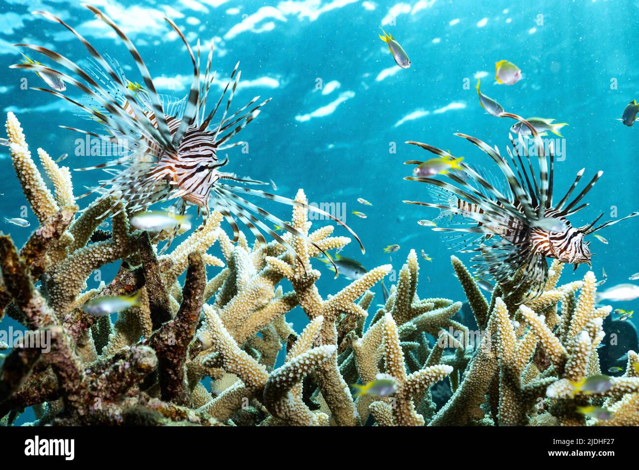 Life on thé reef of Mayotte lagoon Indian ocean Stock Photo - Alamy