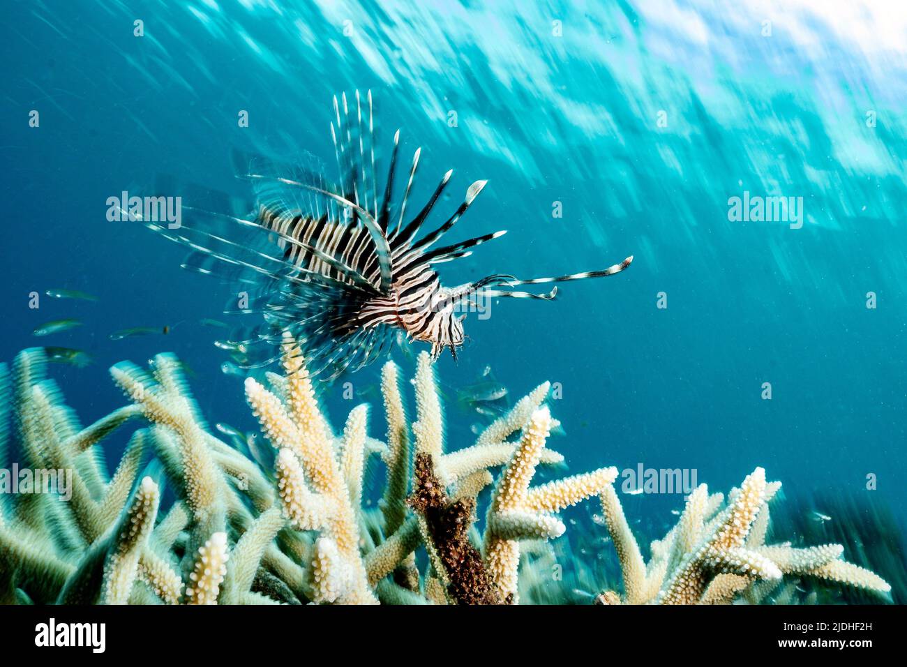 Life on thé reef of Mayotte lagoon Indian ocean Stock Photo - Alamy