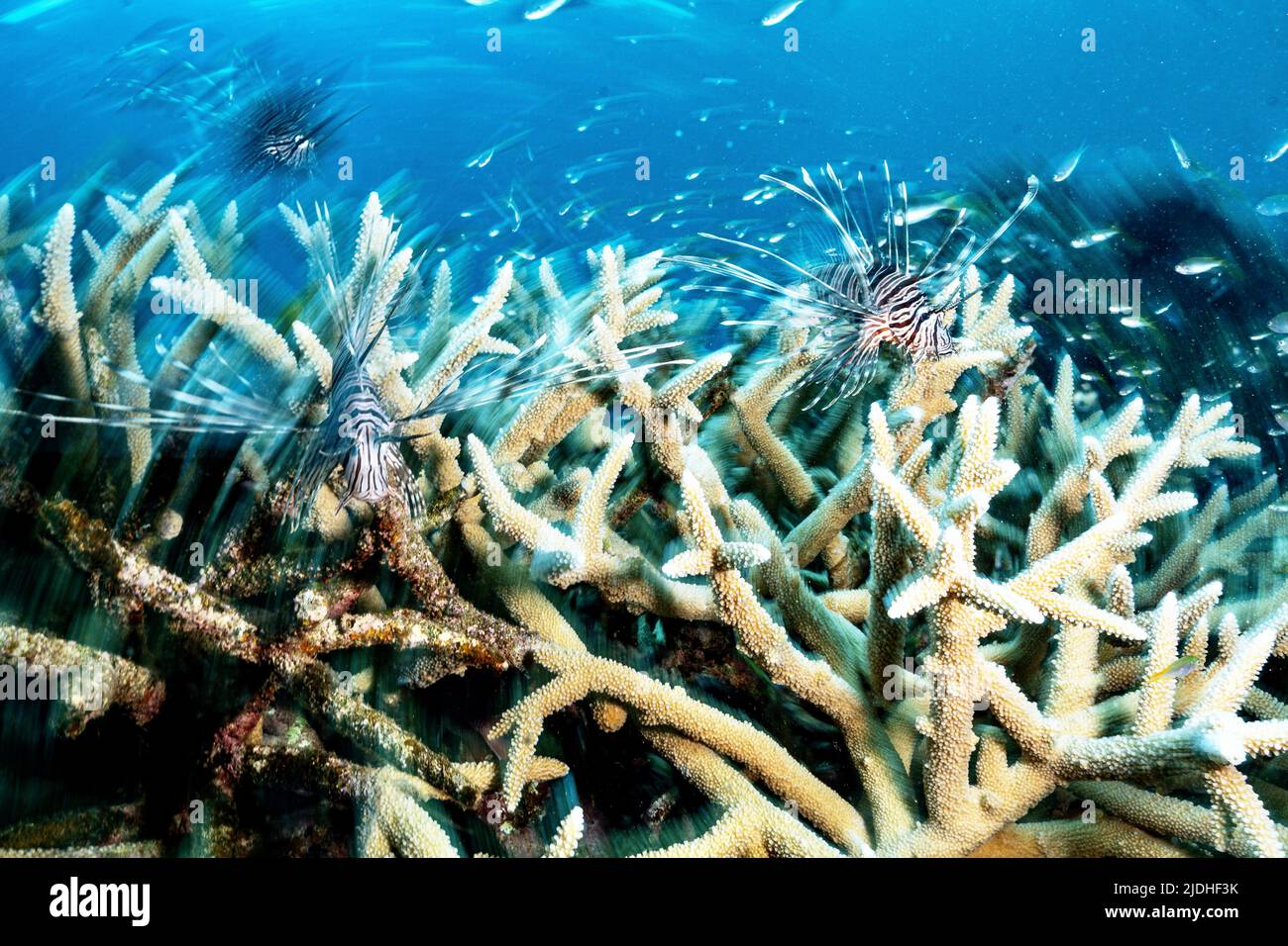 Life on thé reef of Mayotte lagoon Indian ocean Stock Photo - Alamy