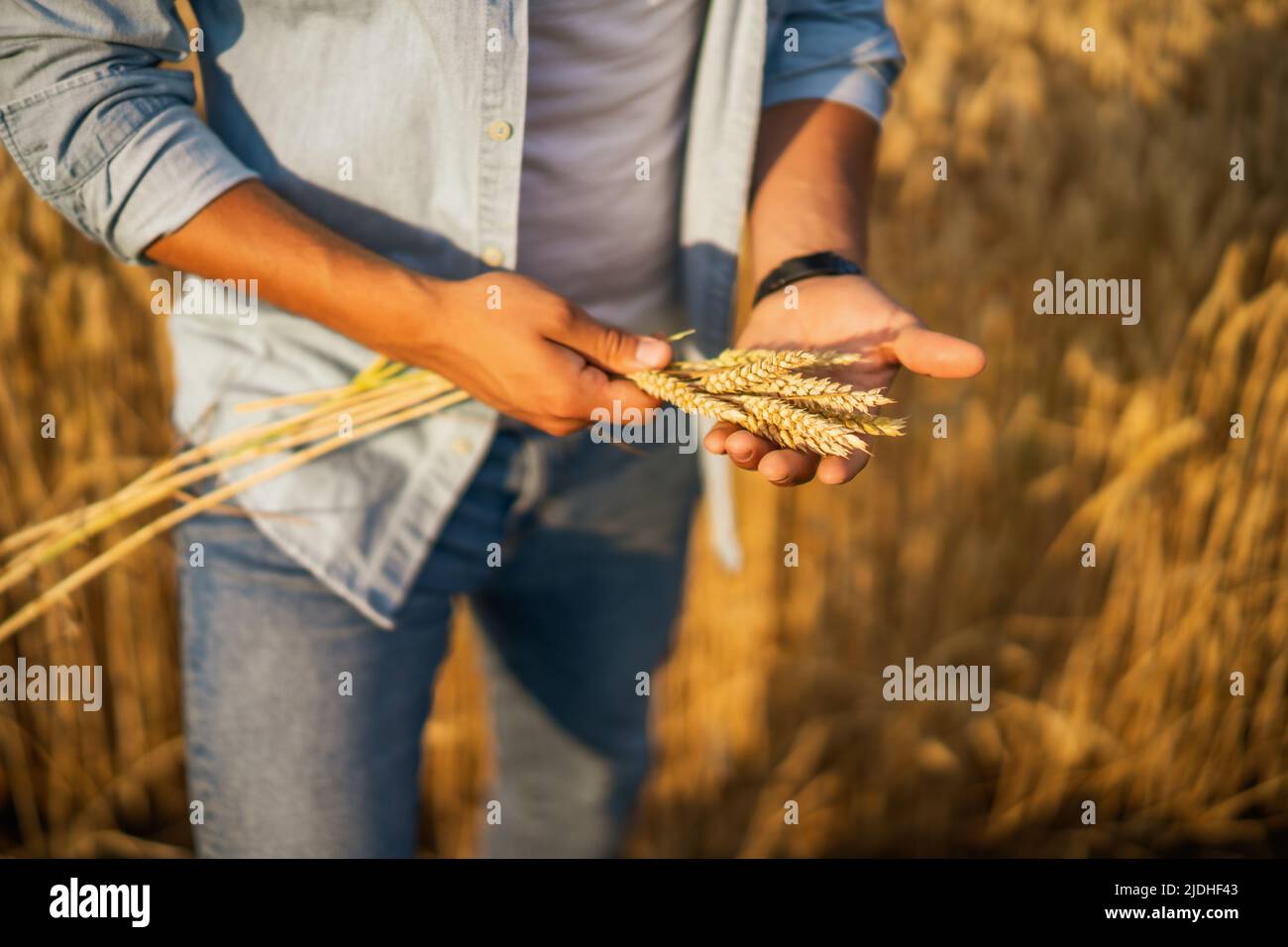 Farmer is holding wheat in his hands Stock Photo - Alamy