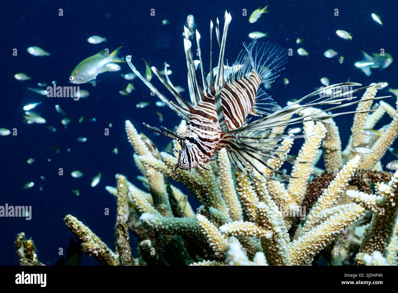 Life on thé reef of Mayotte lagoon Indian ocean Stock Photo - Alamy