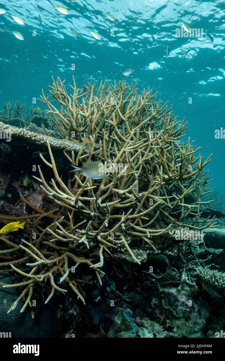 Life on thé reef of Mayotte lagoon Indian ocean Stock Photo - Alamy