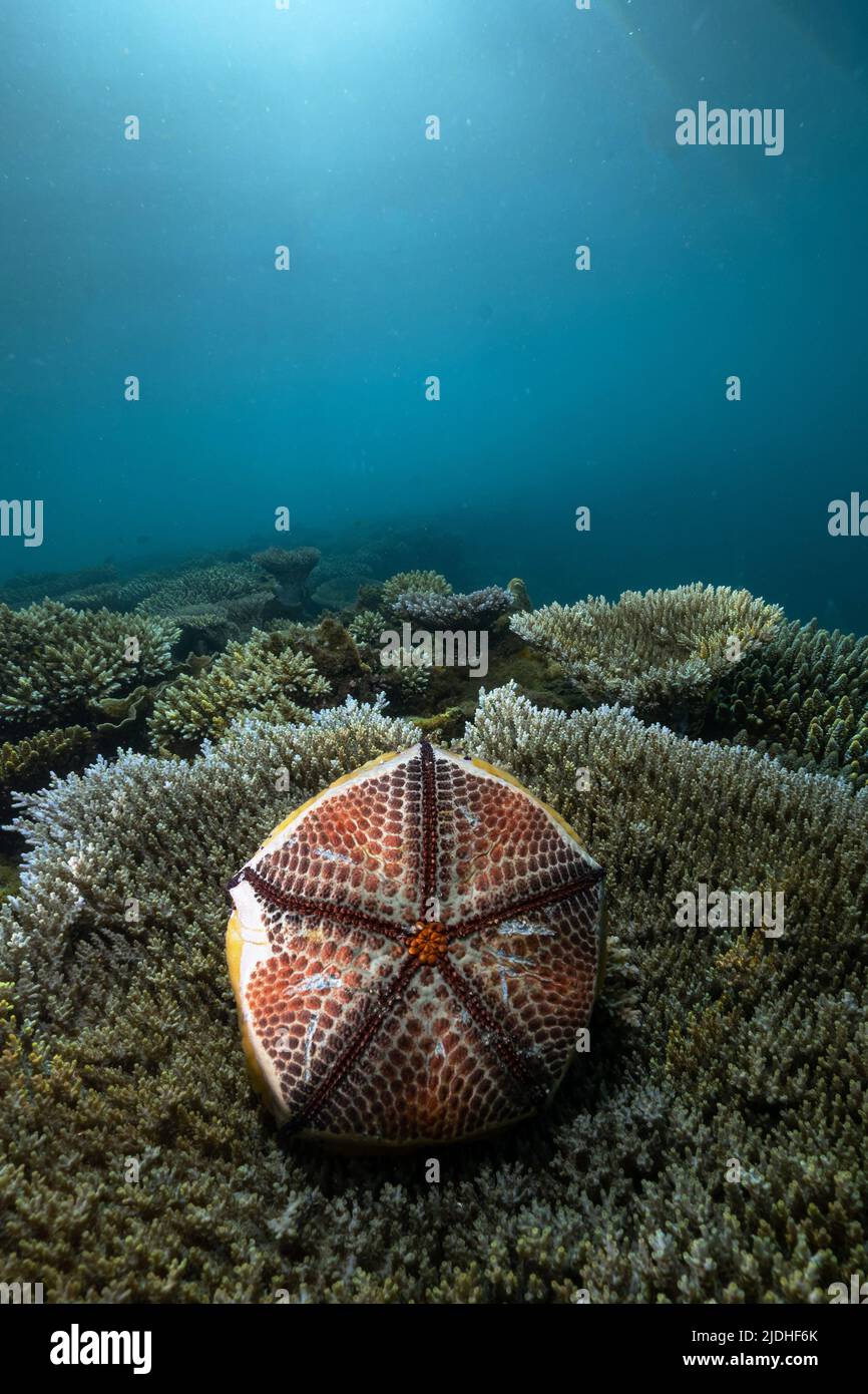 Life on thé reef of Mayotte lagoon Indian ocean Stock Photo - Alamy