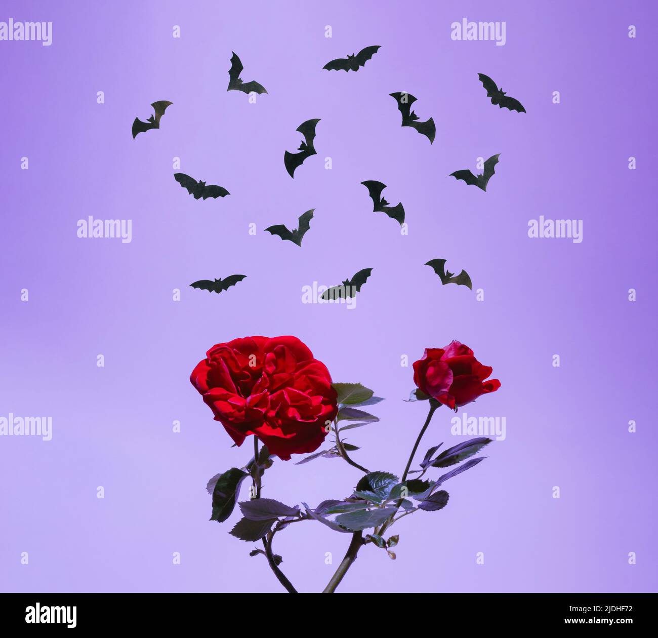 Blossom bat hi-res stock photography and images - Alamy