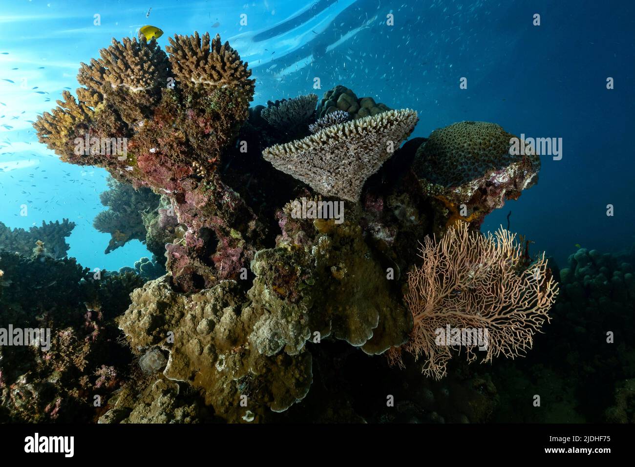 Life on thé reef of Mayotte lagoon Indian ocean Stock Photo - Alamy