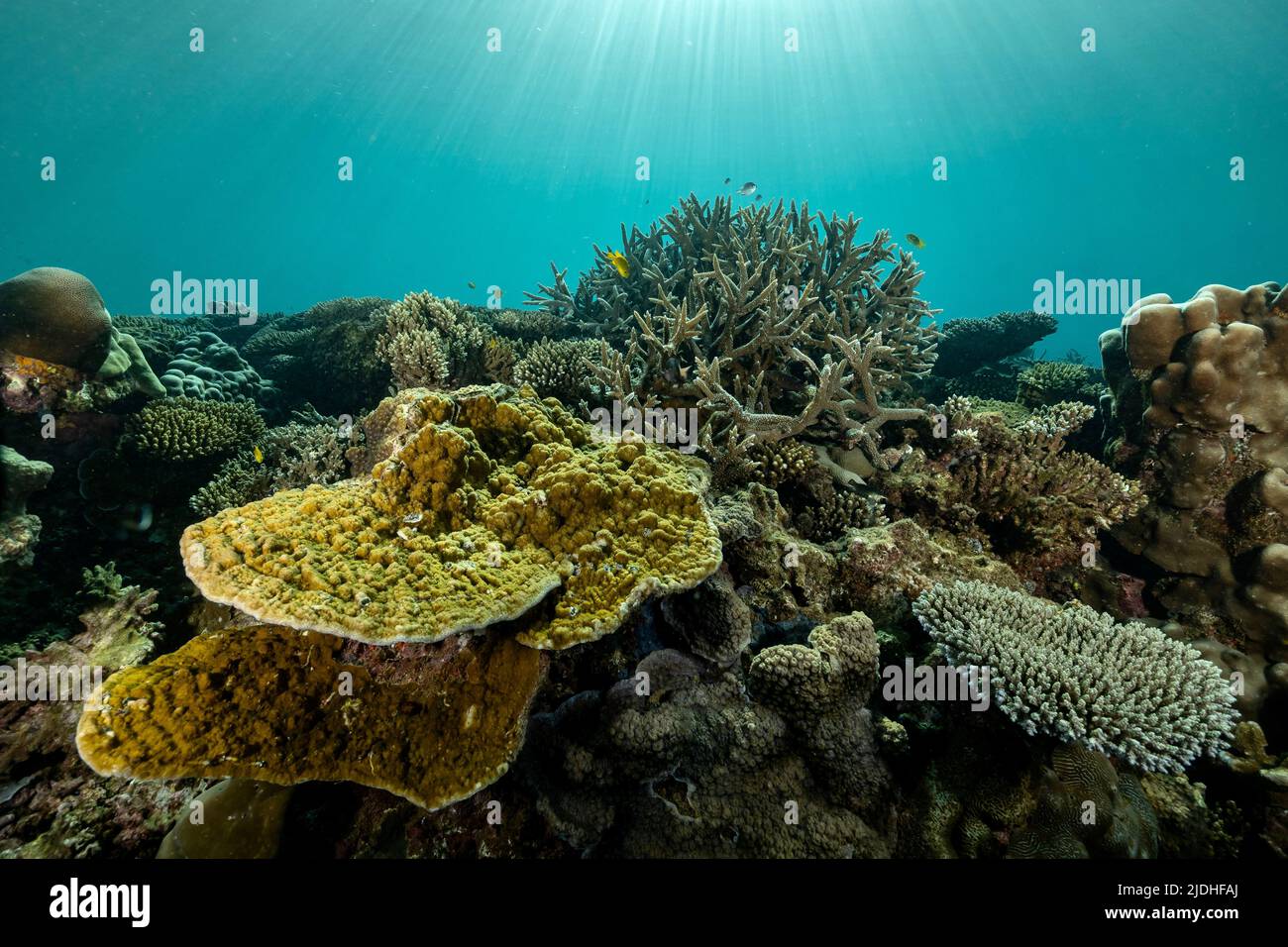 Life on thé reef of Mayotte lagoon Indian ocean Stock Photo - Alamy