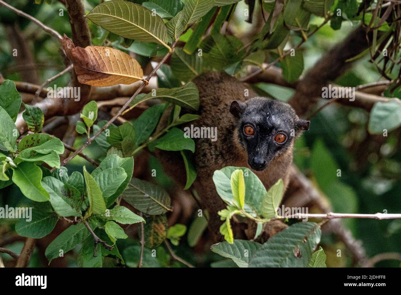 Maki apes endemic specie of Mayotte forest Stock Photo - Alamy
