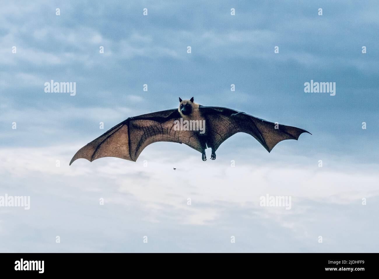 Flying fox sanctuary tree hi-res stock photography and images - Alamy