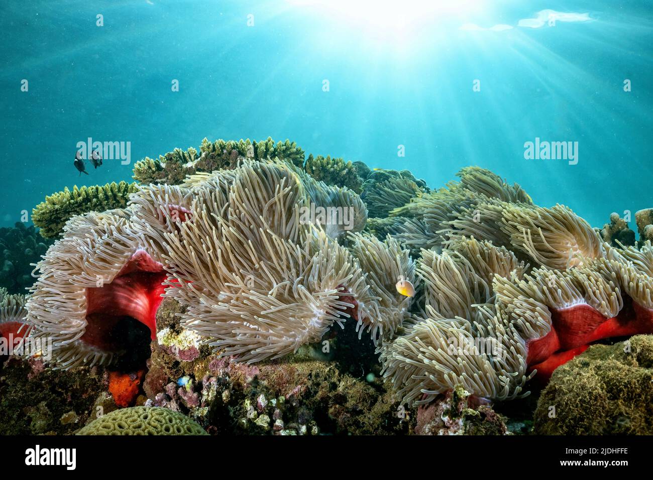 Life on thé reef of Mayotte lagoon Indian ocean Stock Photo - Alamy