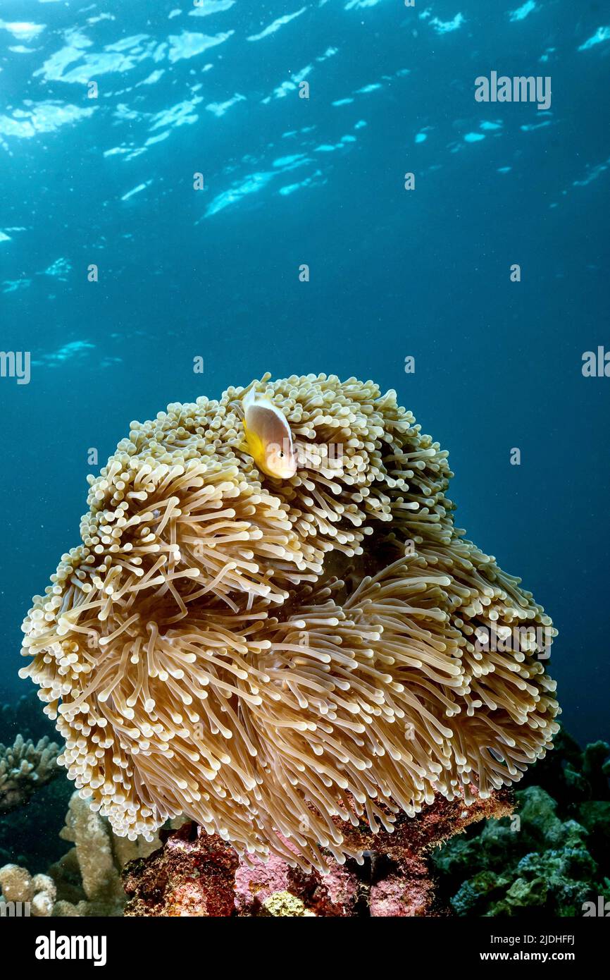 Life on thé reef of Mayotte lagoon Indian ocean Stock Photo - Alamy