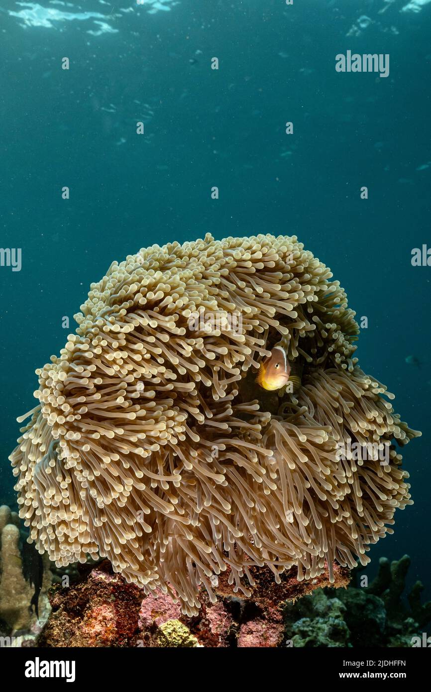 Life on thé reef of Mayotte lagoon Indian ocean Stock Photo - Alamy