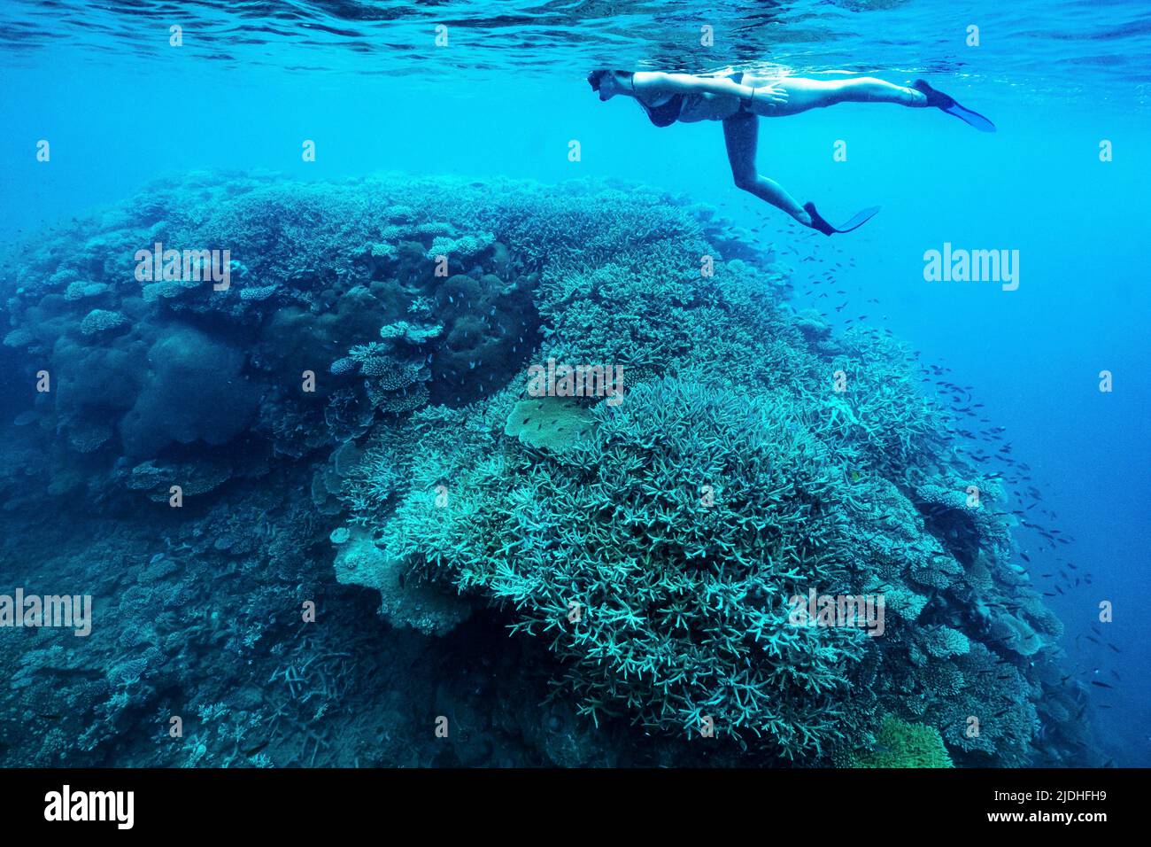 Life on thé reef of Mayotte lagoon Indian ocean Stock Photo - Alamy