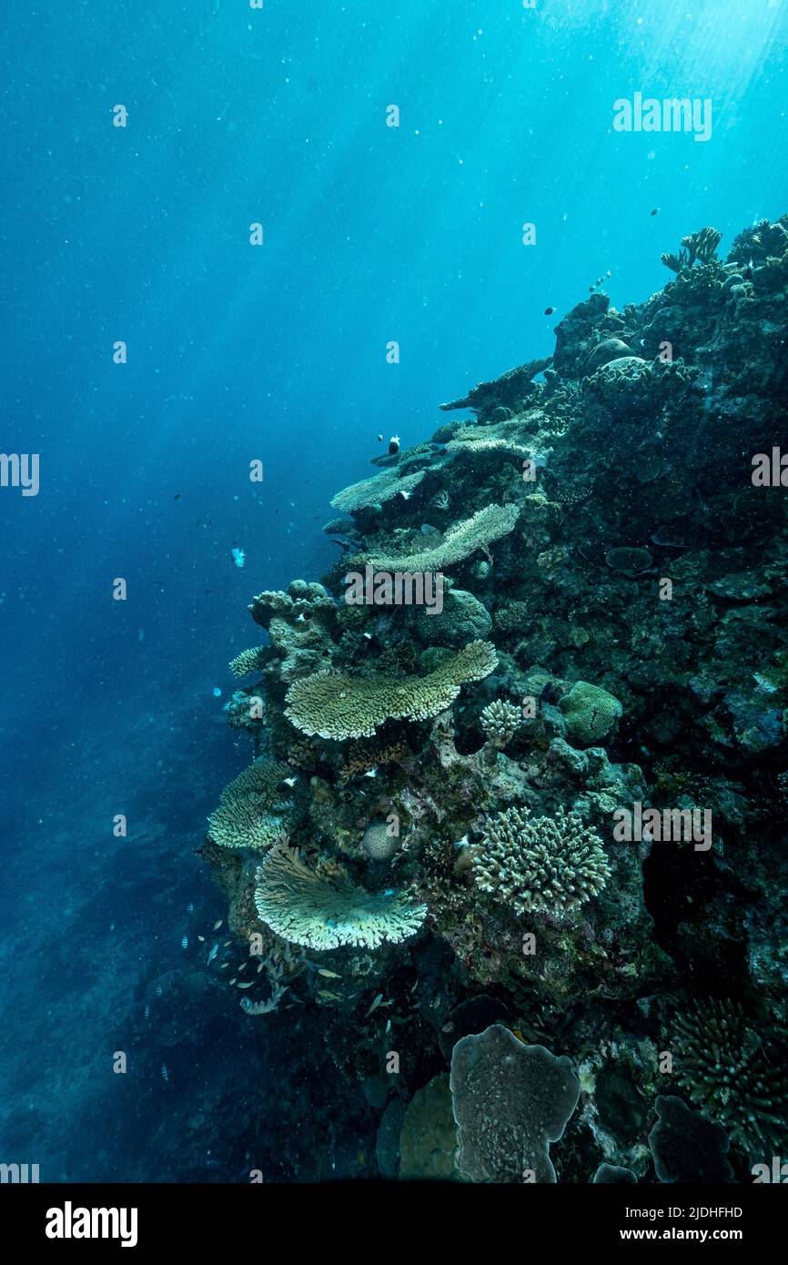 Life on thé reef of Mayotte lagoon Indian ocean Stock Photo - Alamy