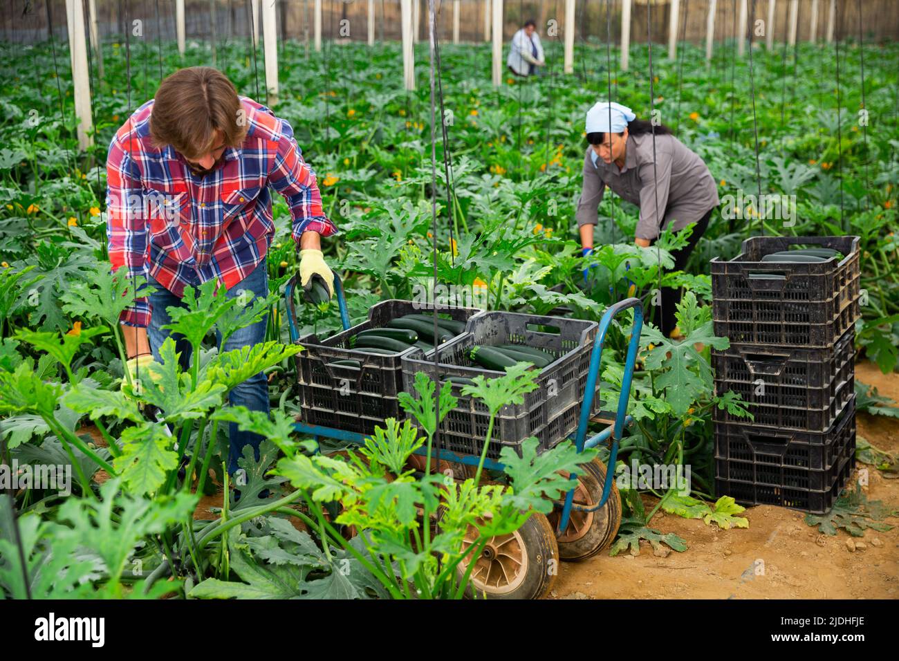 positive adult people collecting marrows in their plantation Stock ...