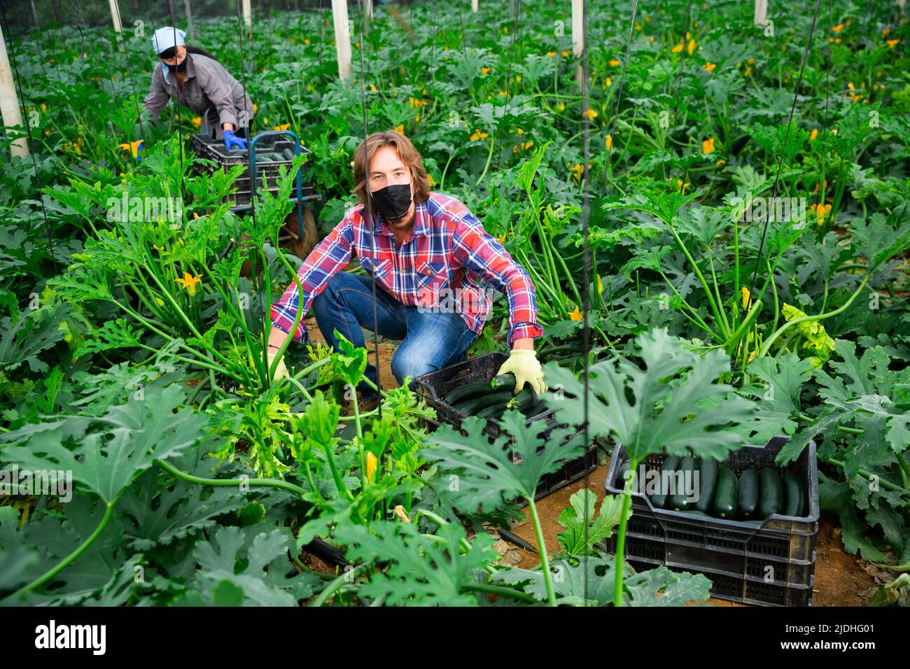 Farm workers gathering crop of zucchini in greenhouse Stock Photo - Alamy
