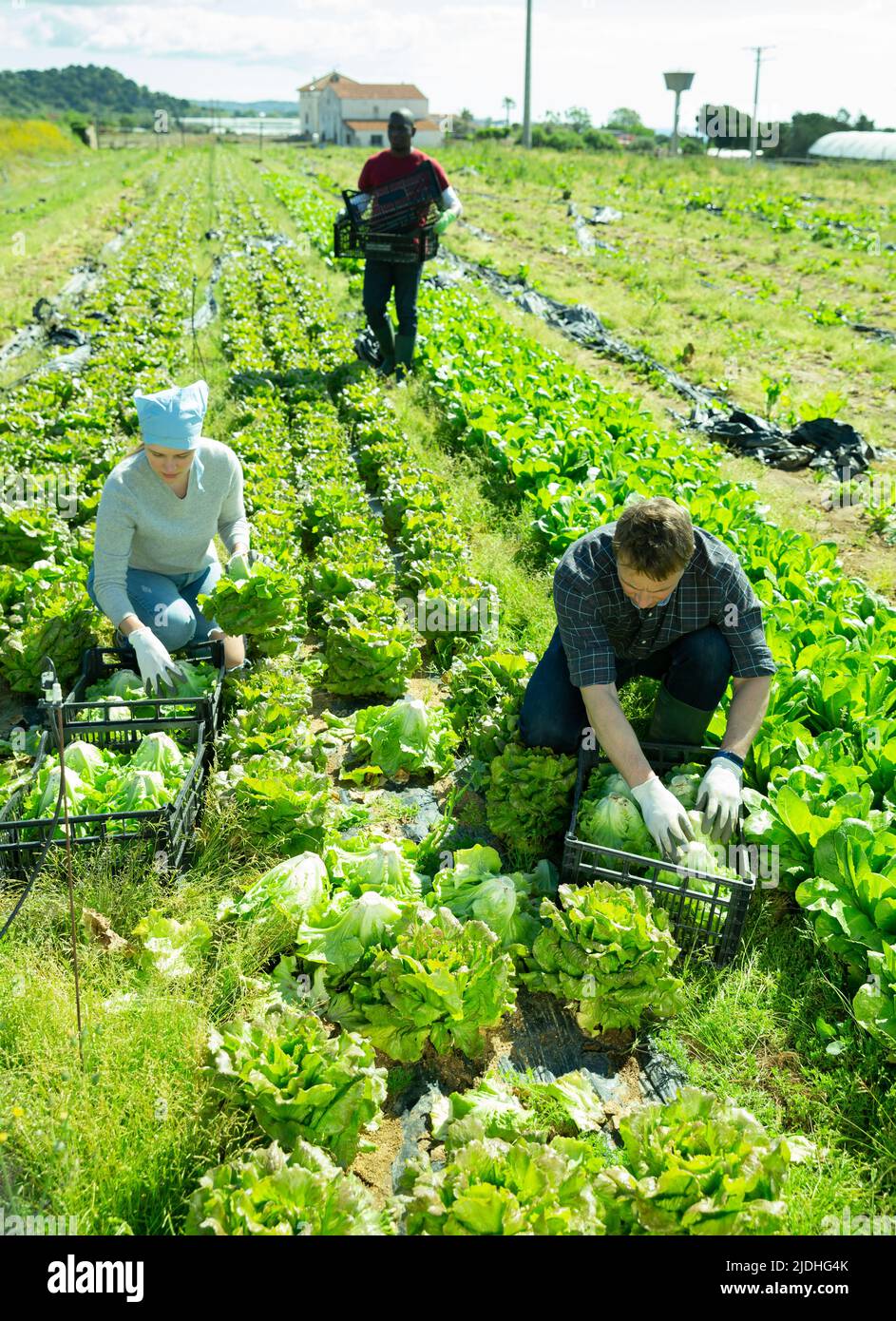 Group gardeners picking harvest hi-res stock photography and images - Alamy