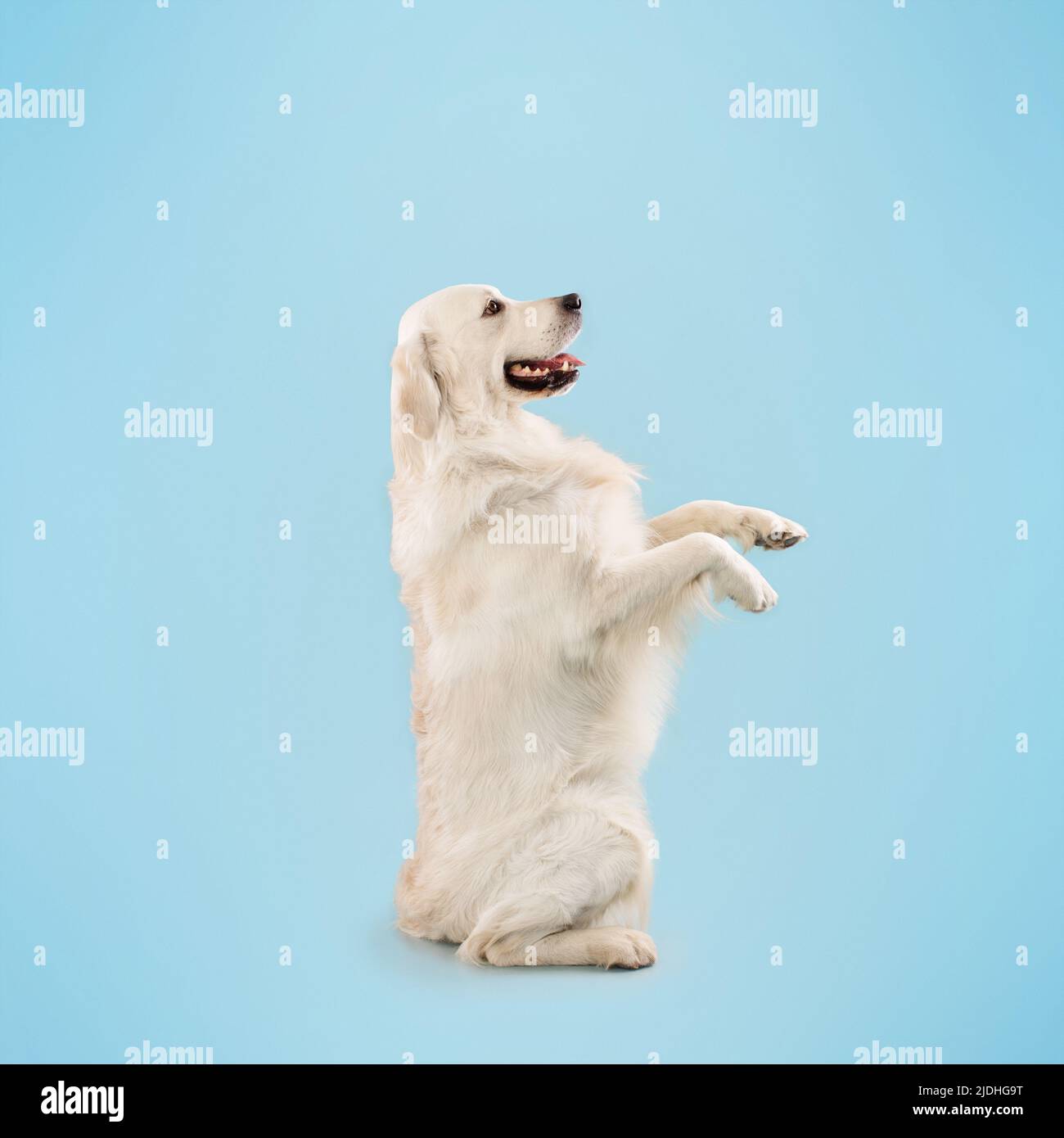 Dog listening for signal hi-res stock photography and images - Alamy