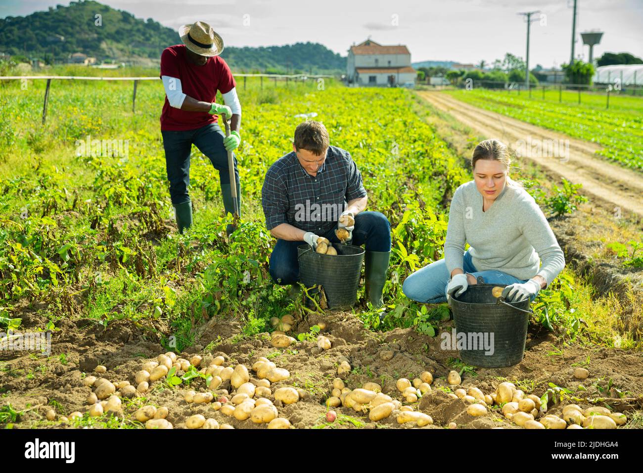 People gardeners during harvesting of potatoes Stock Photo - Alamy